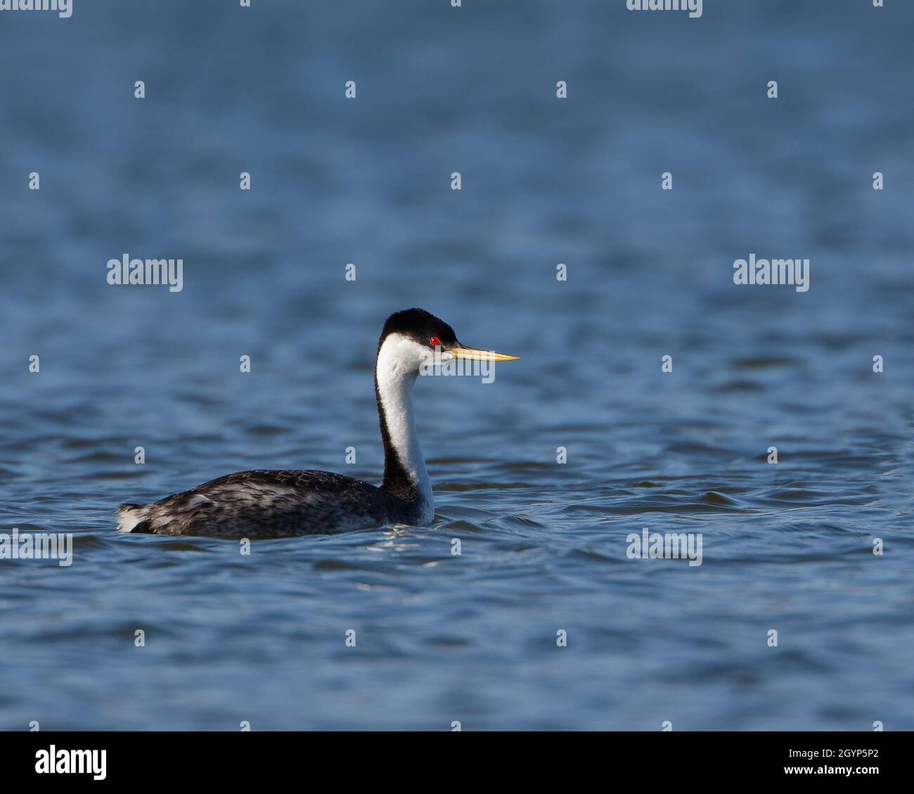A western grebe swims in a Wyoming lake Stock Photo - Alamy