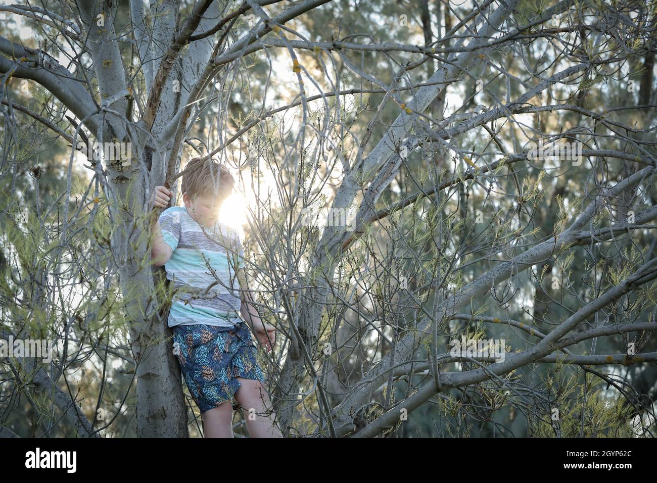 Child climbing tree australia hi-res stock photography and images - Alamy