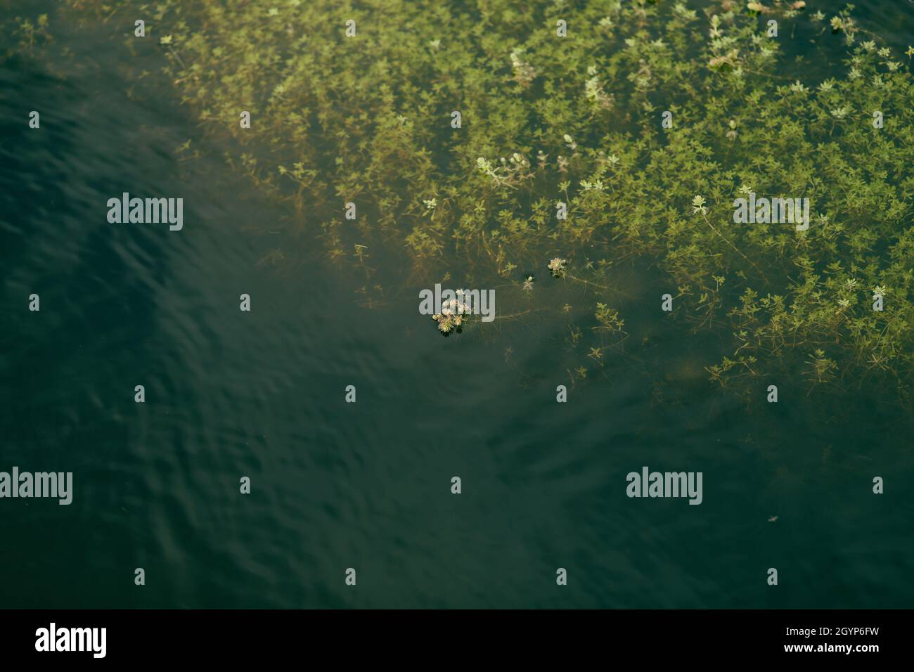 Delicate water weed growing in freshwater pond after rain Stock Photo ...