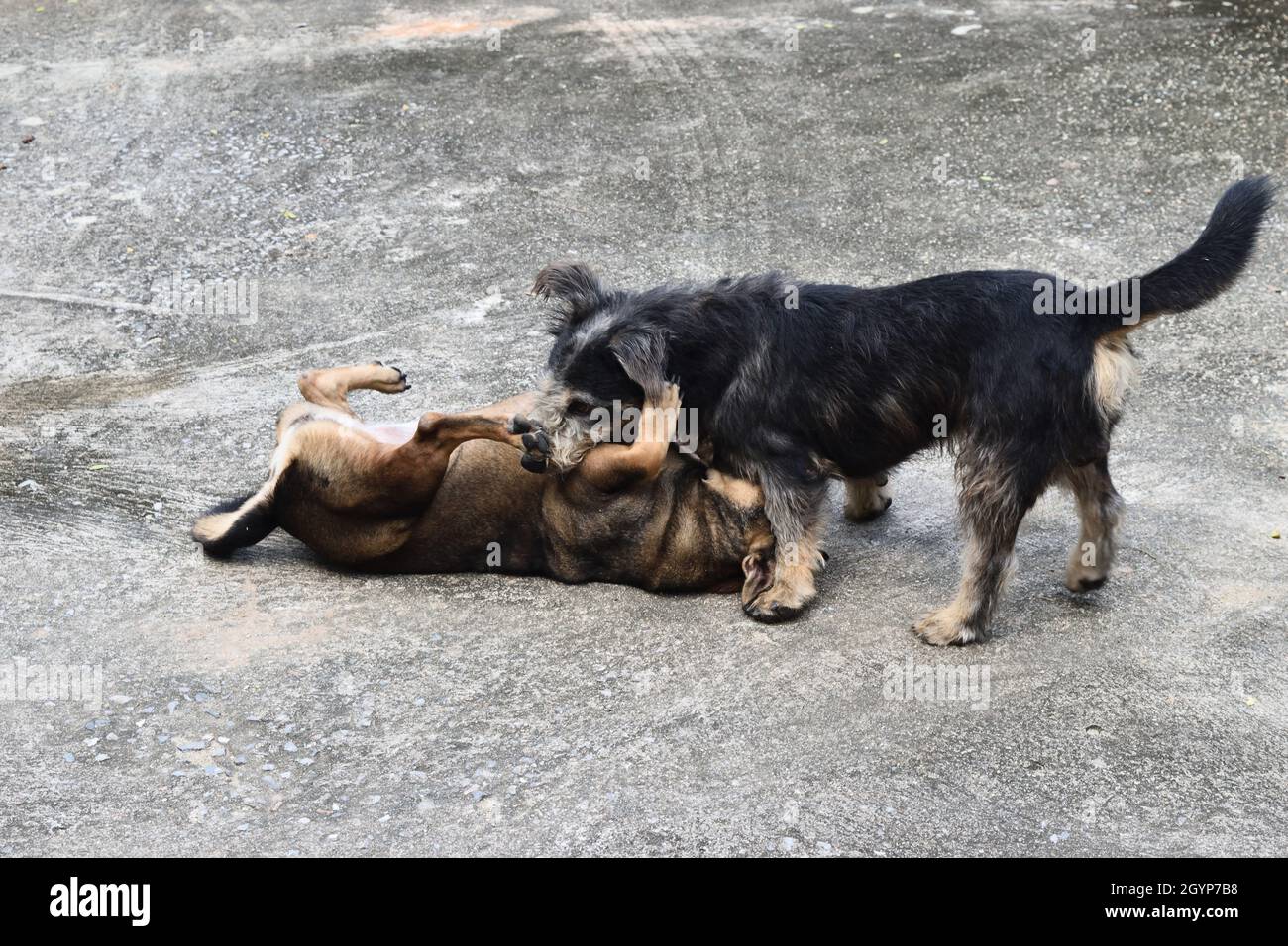 Two dogs fighting on gray ground , Play cheerful outdoor game of Dark ...