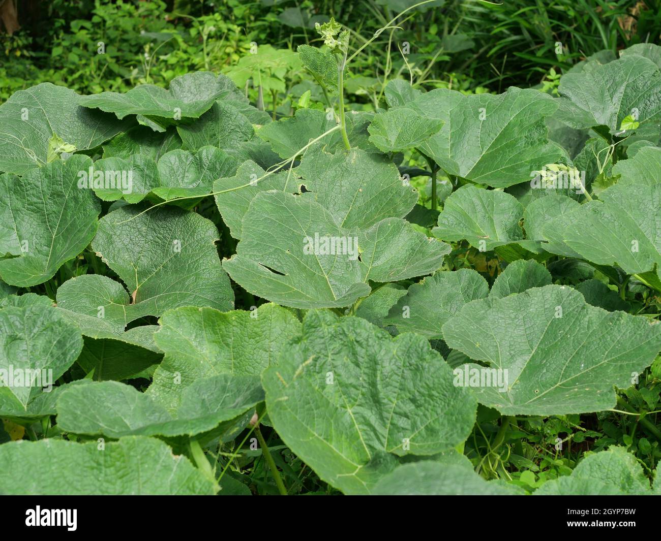 Pumpkin Plant Leaves