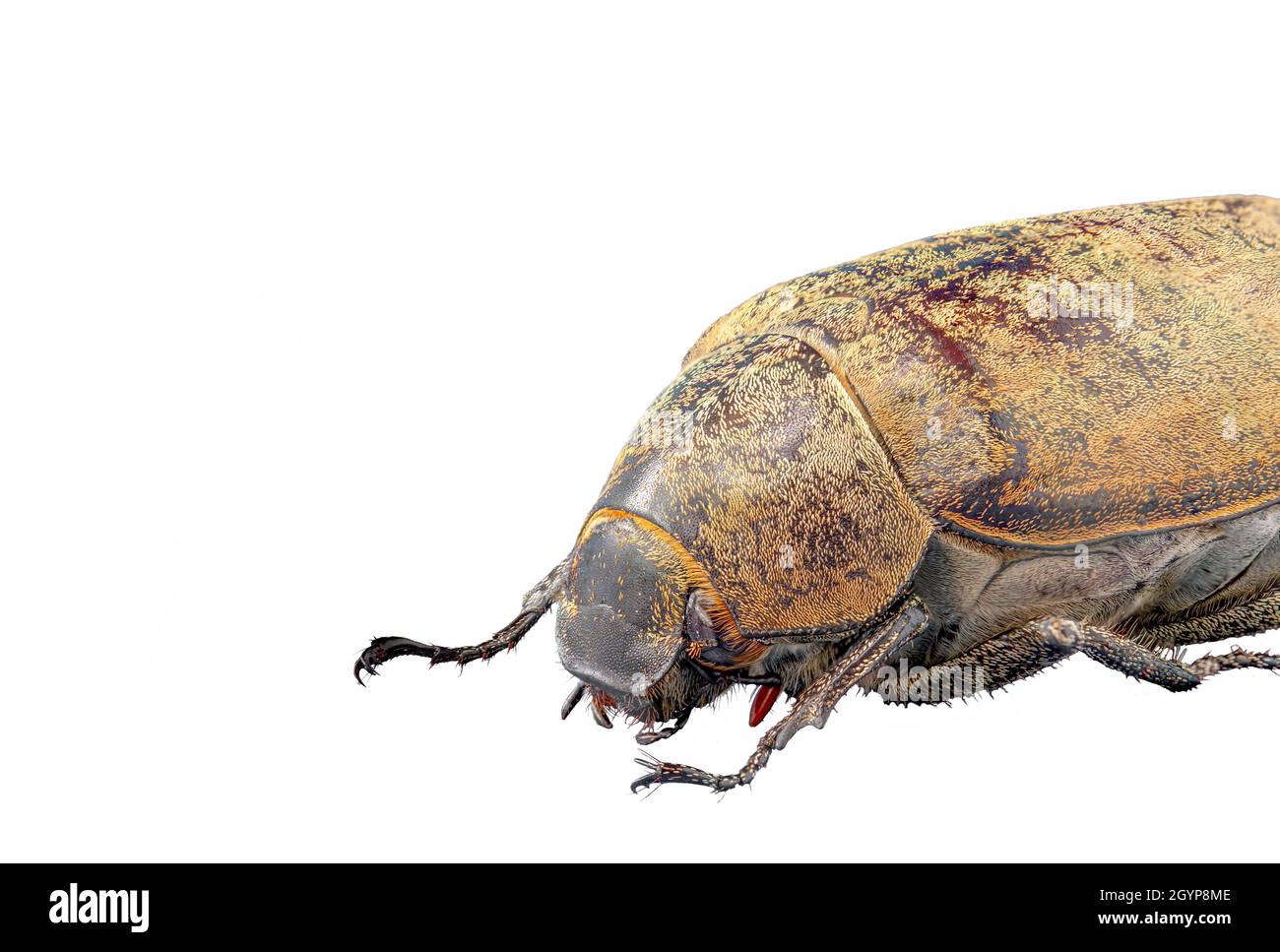 A sugarcane white grub or Lepidiota stigma seen from the side, details ...