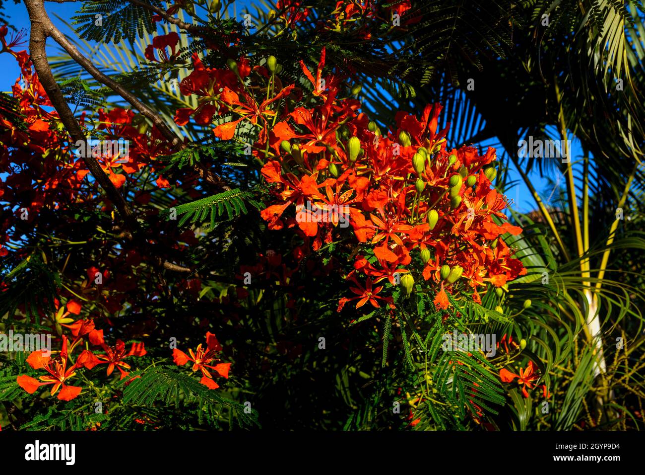 Red flowers tree, called Delonix Regia, Reunion Island Stock Photo - Alamy