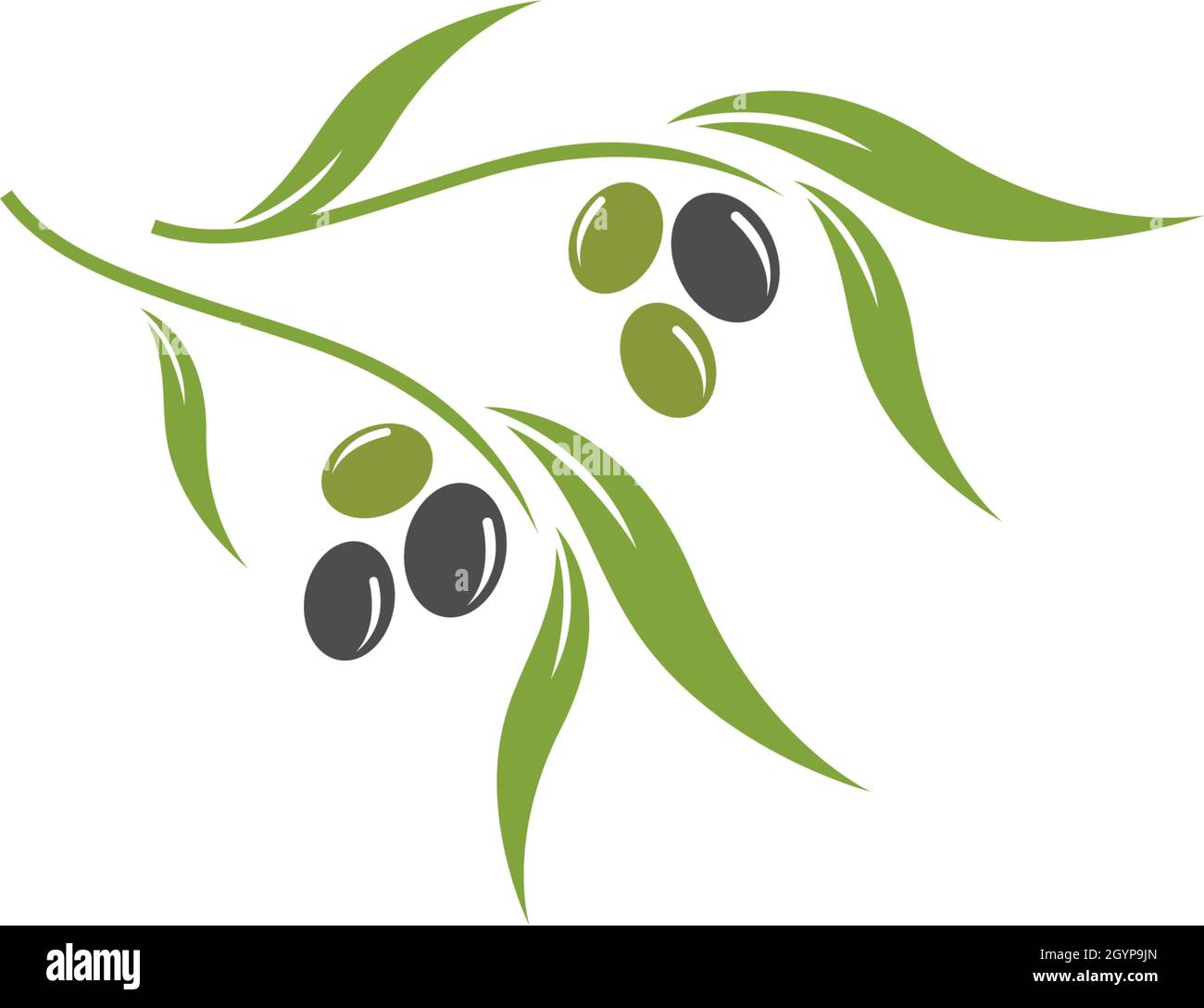 olive logo template vector design Stock Vector Image & Art - Alamy