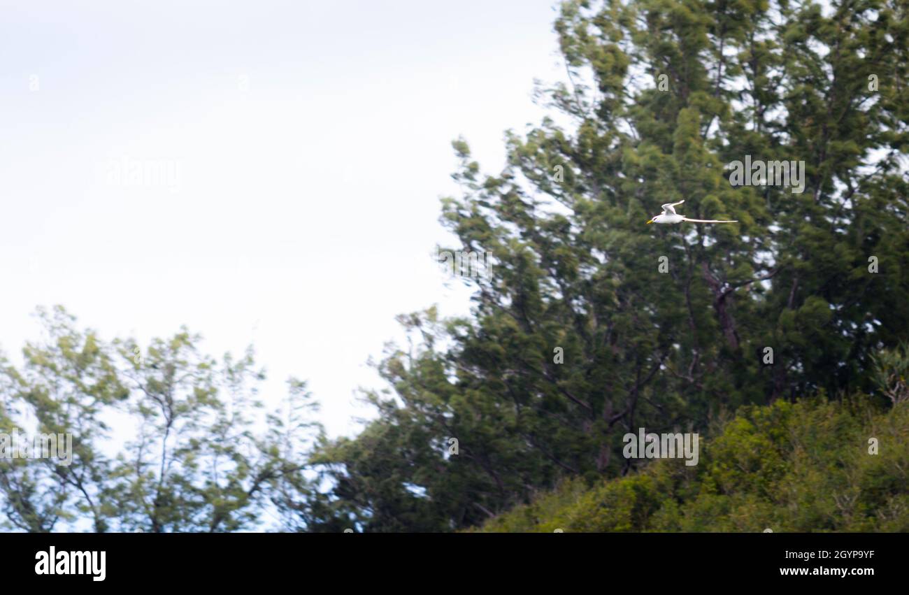 Paille-en-Queue or Phaeton bird in natural scenery, Reunion Island ...