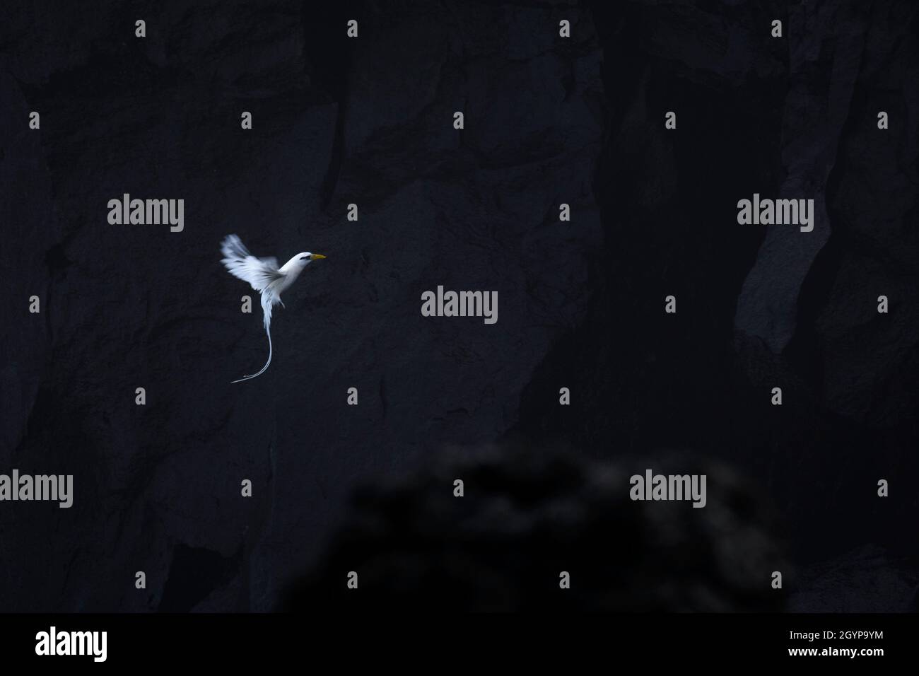 Paille-en-Queue or Phaeton bird in natural scenery, Reunion Island ...