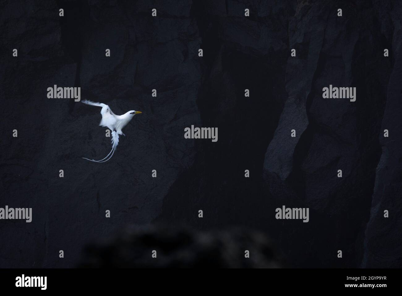 Paille-en-Queue or Phaeton bird in natural scenery, Reunion Island ...