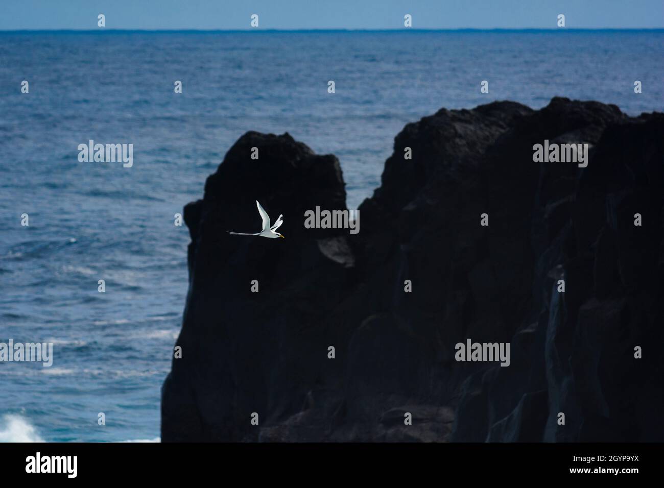 Paille-en-Queue or Phaeton bird in natural scenery, Reunion Island ...