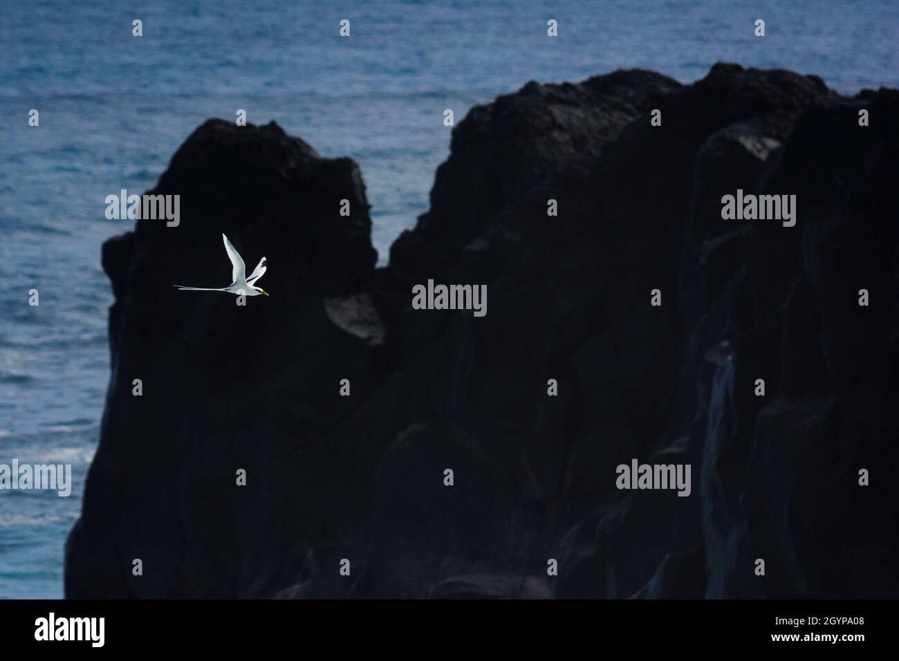 Paille-en-Queue or Phaeton bird in natural scenery, Reunion Island ...