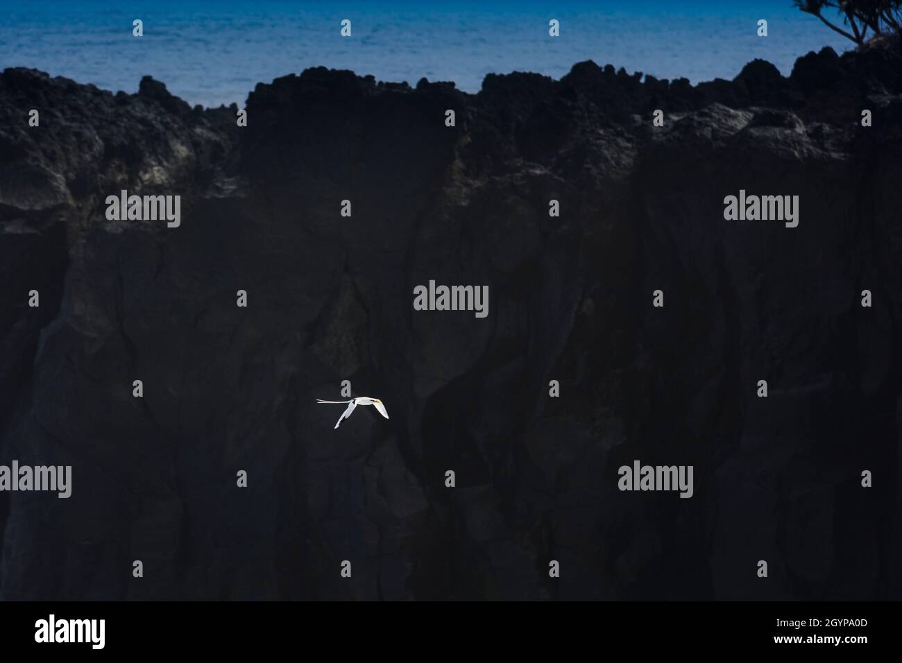 Paille-en-Queue or Phaeton bird in natural scenery, Reunion Island ...