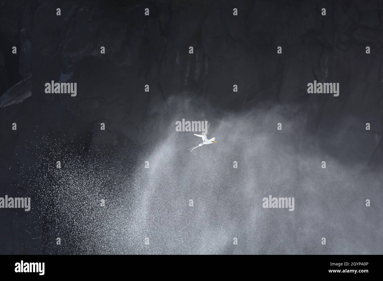 La paille en queue hi-res stock photography and images - Alamy