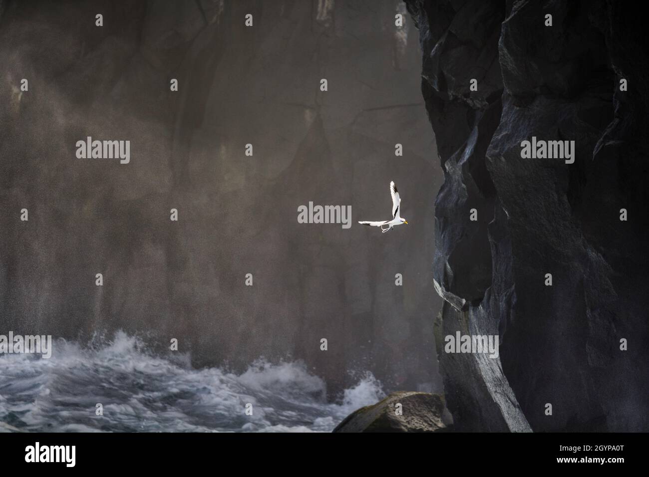 Paille-en-Queue or Phaeton bird in natural scenery, Reunion Island ...