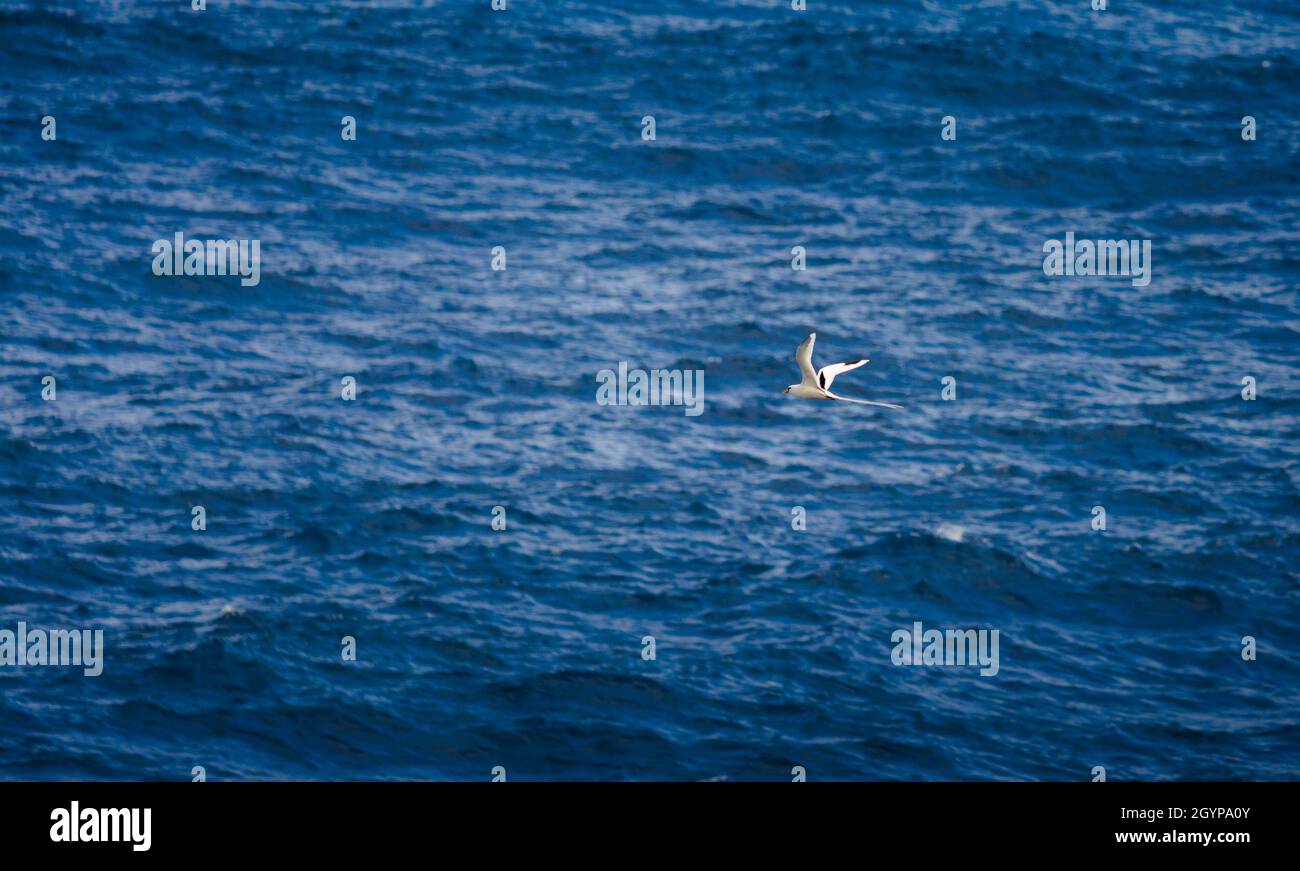 Paille-en-Queue or Phaeton bird in natural scenery, Reunion Island ...