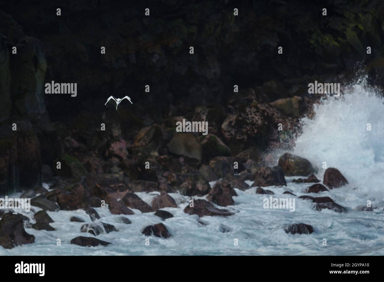 Paille en queue hi-res stock photography and images - Alamy