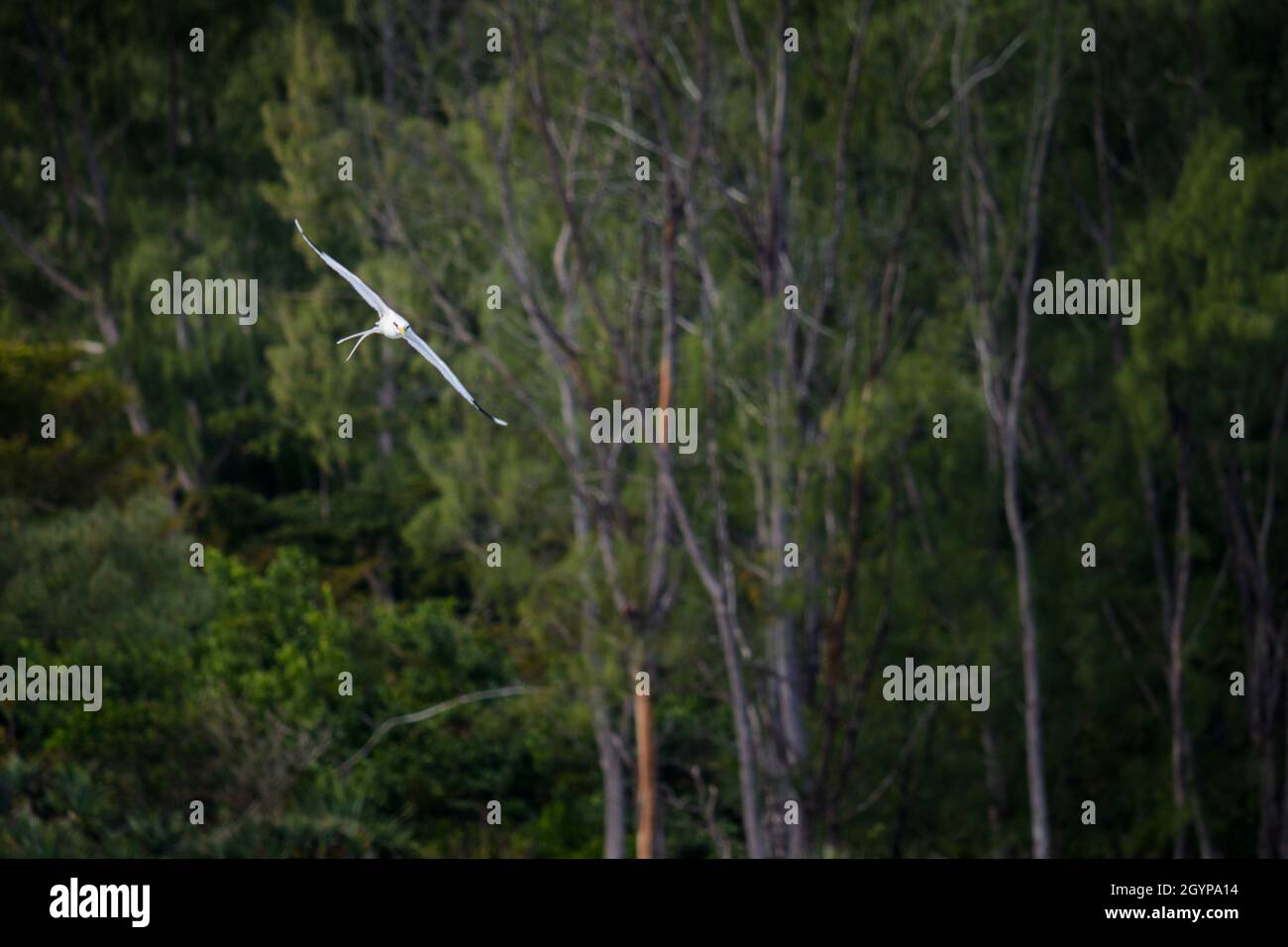 Paille-en-Queue or Phaeton bird in natural scenery, Reunion Island ...