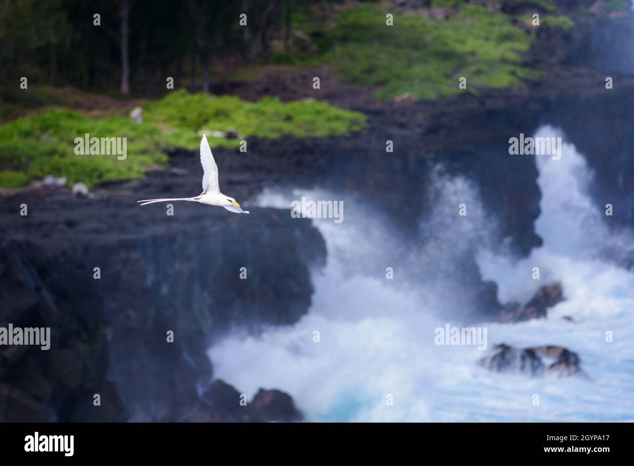 La Paille En Queue High Resolution Stock Photography and Images - Alamy