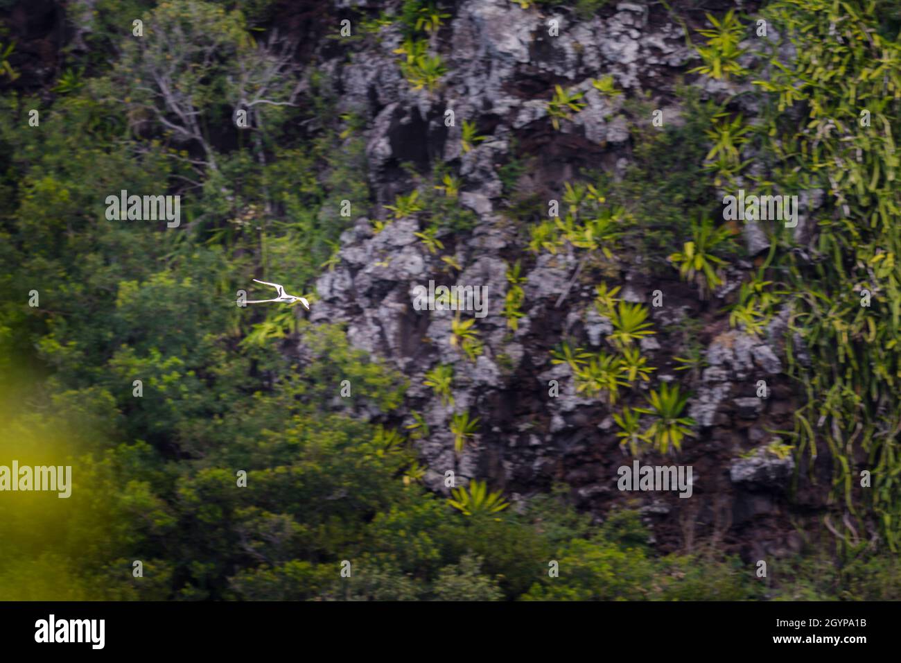 Paille-en-Queue or Phaeton bird in natural scenery, Reunion Island ...
