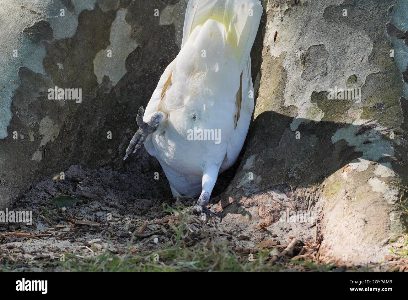 Back View of the Underside of an Upside Down Cockatoo digging a Hole at ...