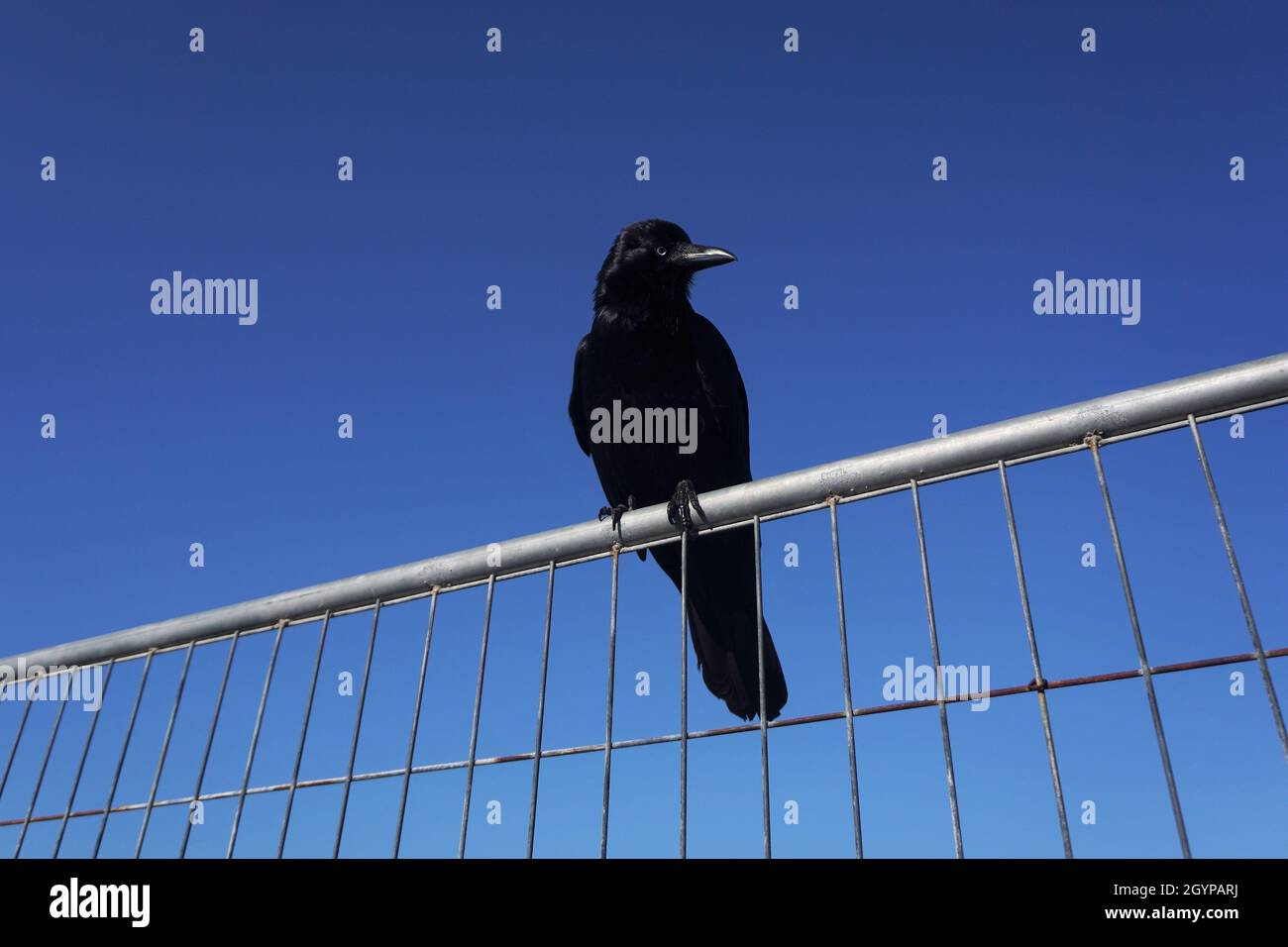 Front view black crow hi-res stock photography and images - Alamy