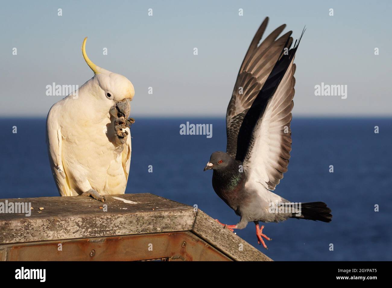 Australian native pigeon hi-res stock photography and images - Alamy