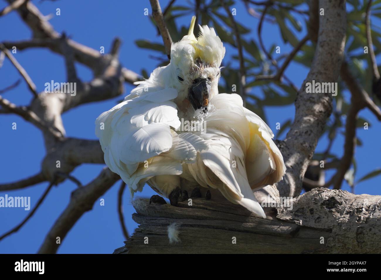 Sick leaves up close hi-res stock photography and images - Alamy