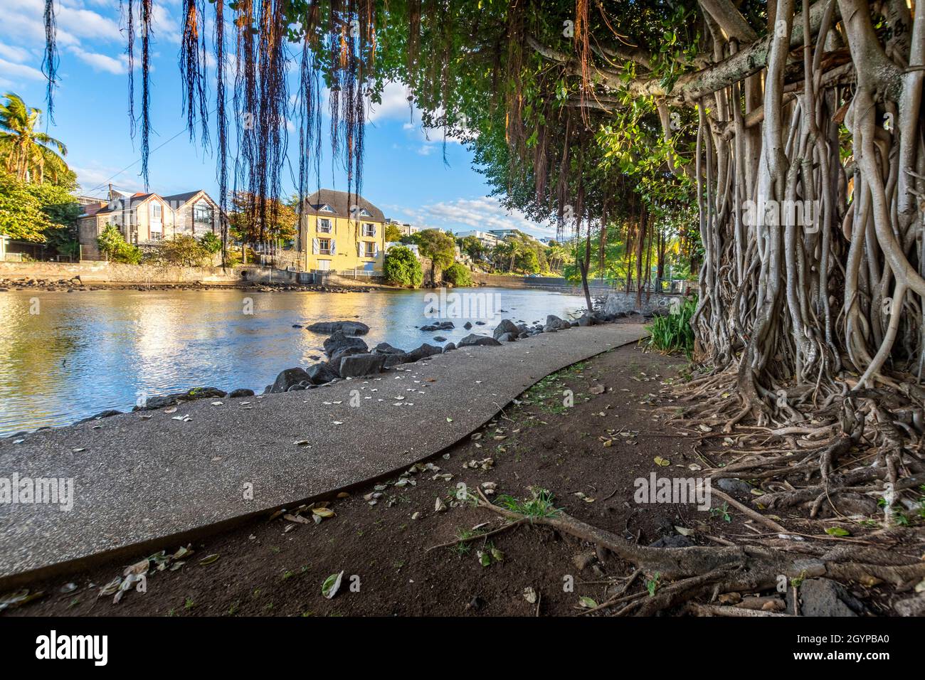 Roots of old trees at Terre Sainte at Reunion Island Stock Photo - Alamy