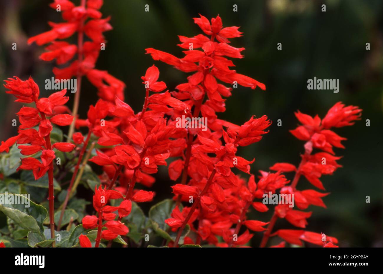 Scarlet sage salvia splendens hi-res stock photography and images - Alamy