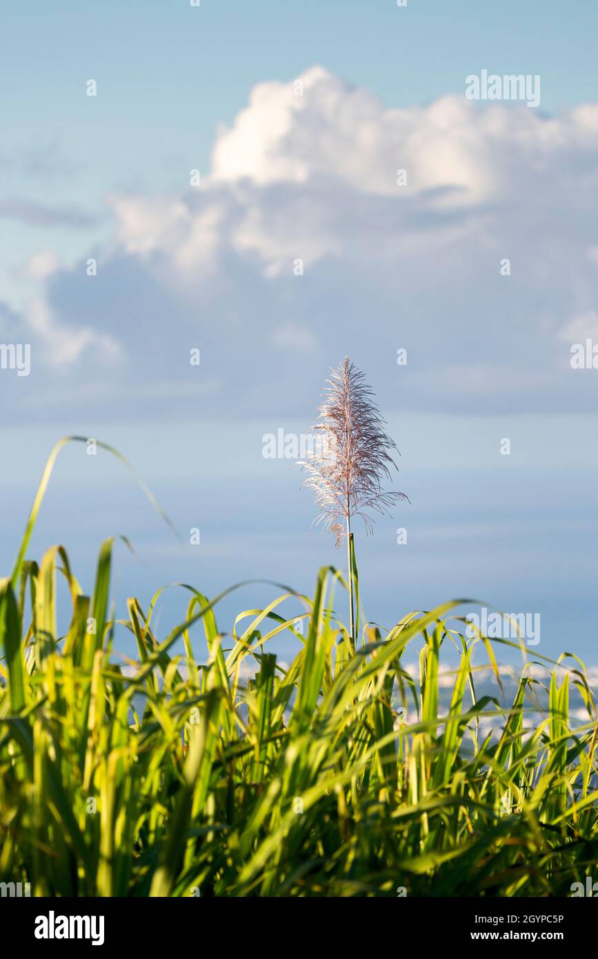 Sugar cane flowers at morning at Reunion Island Stock Photo - Alamy