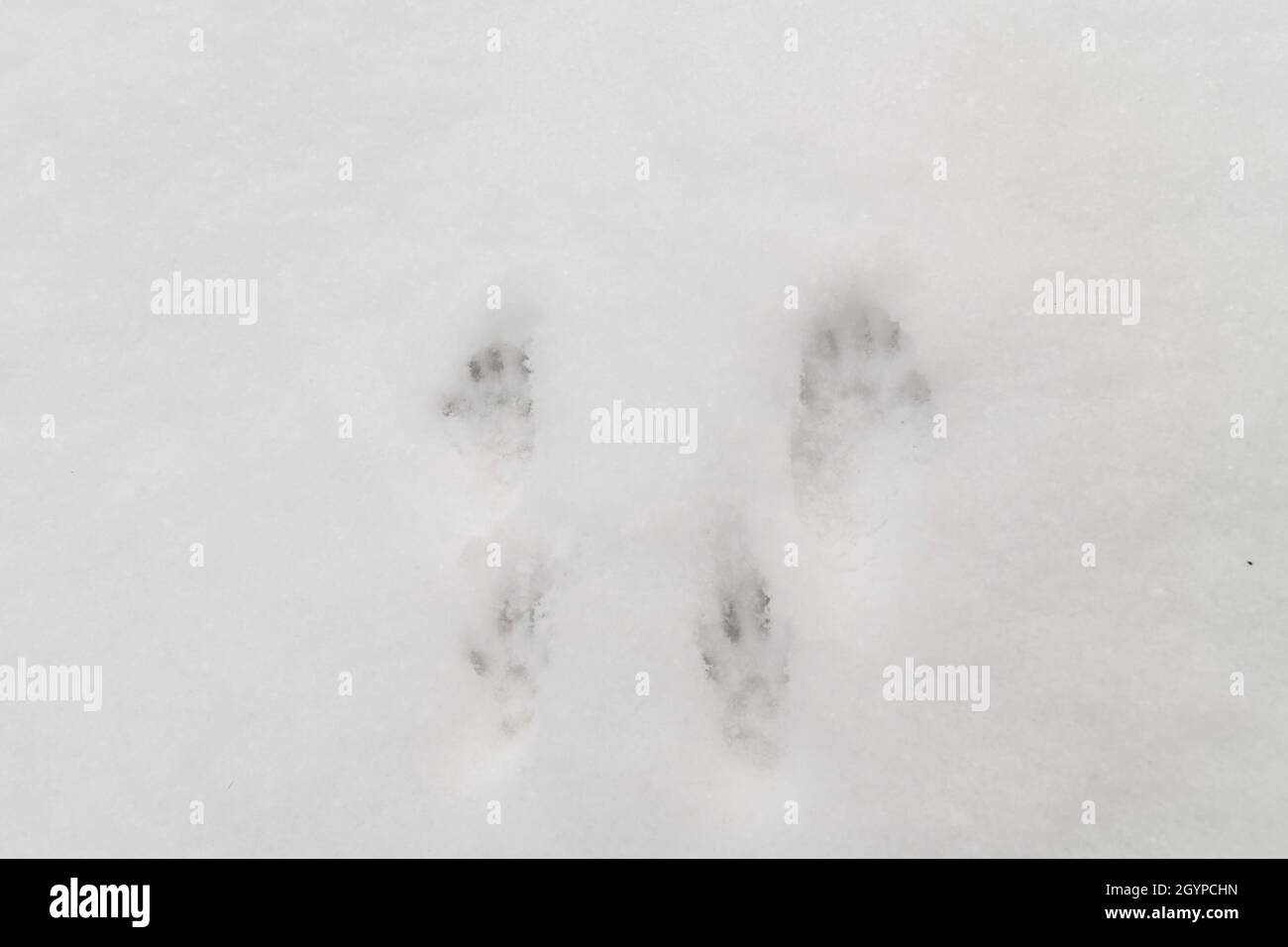 Squirrel footprint hi-res stock photography and images - Alamy