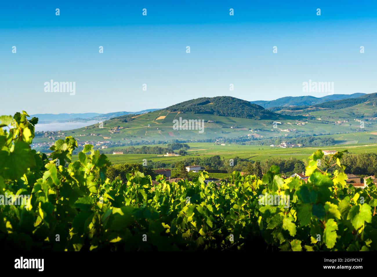Le Mont Brouilly et les vignes du Beaujolais, France Stock Photo - Alamy
