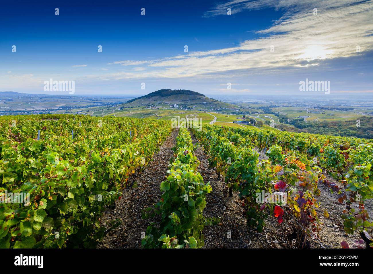 View of the Mont Brouilly hill and vineyards of the Beaujolais, France ...