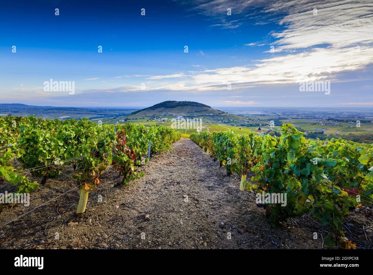 View of the Mont Brouilly hill and vineyards of the Beaujolais, France ...
