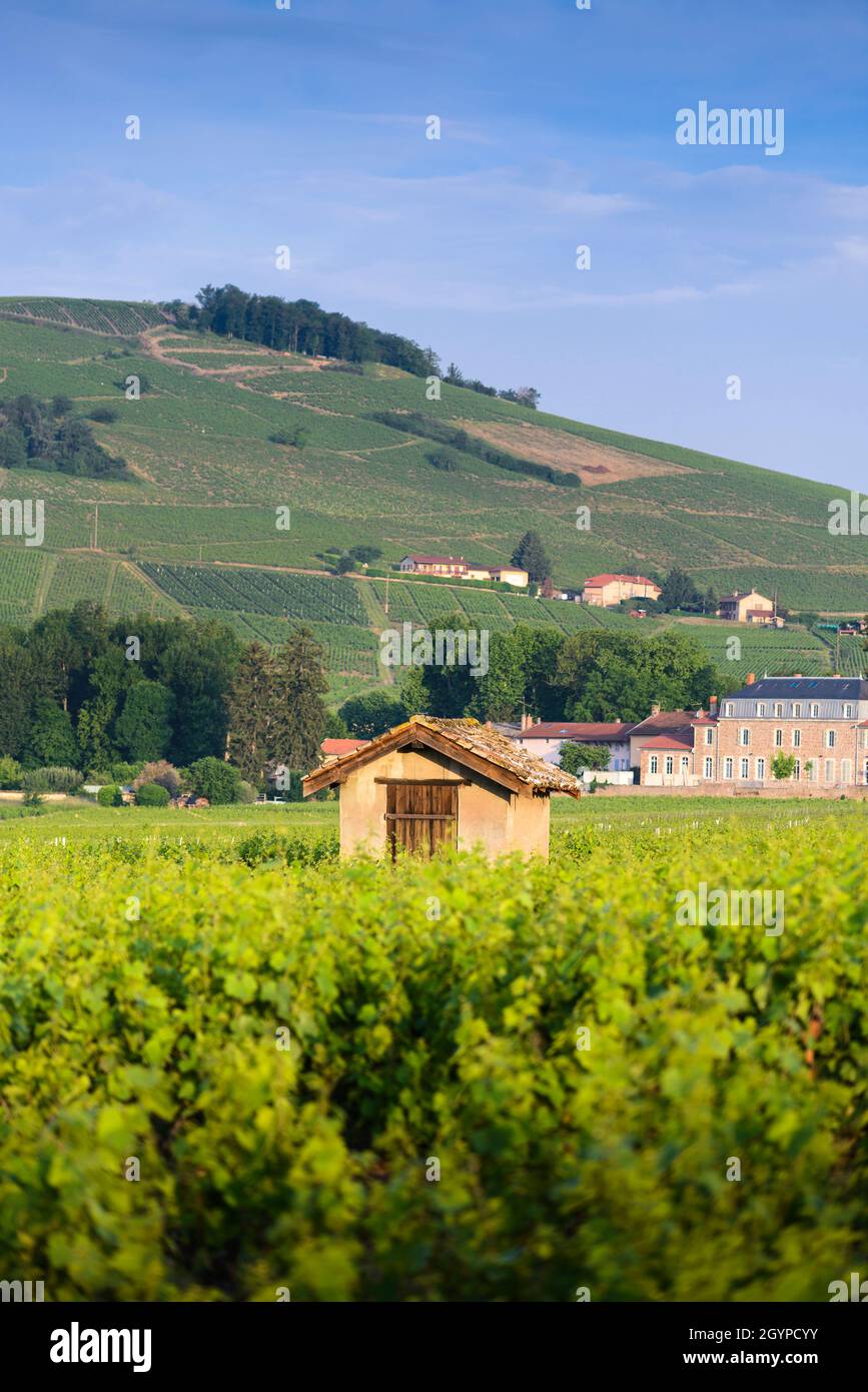 Hut of Beaujolais at the bottom of Mont Brouilly, France Stock Photo ...