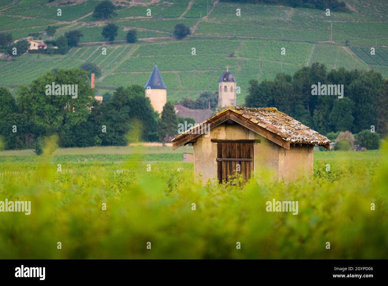Hut of Beaujolais at the bottom of Mont Brouilly, France Stock Photo ...
