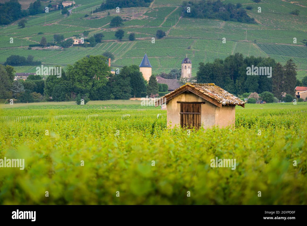 Hut of Beaujolais at the bottom of Mont Brouilly, France Stock Photo ...