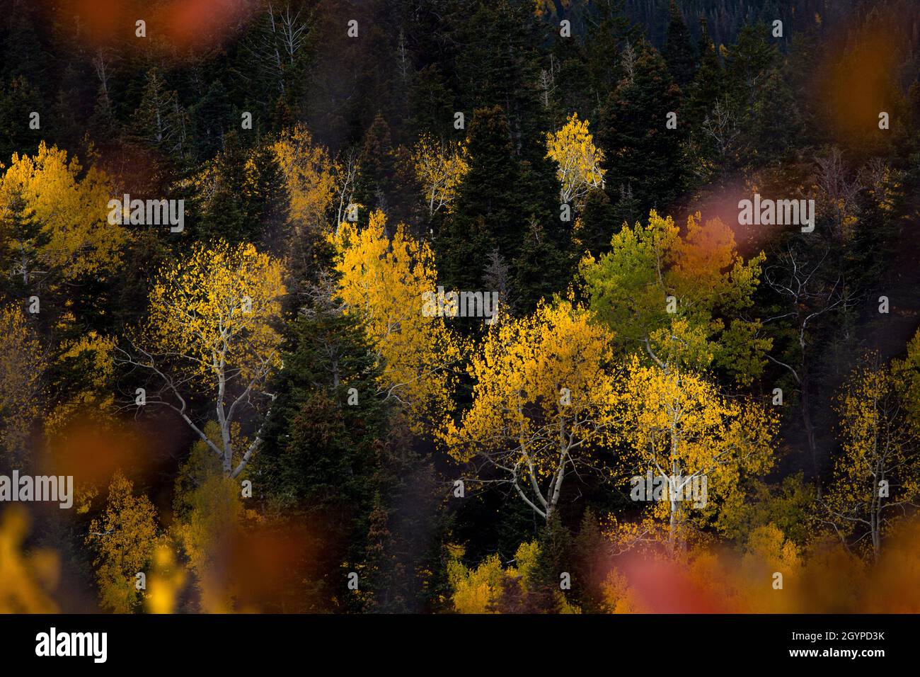 October 7, 2021, Alpine Loop Scenic Byway, Utah, USA: Trees are seen ...