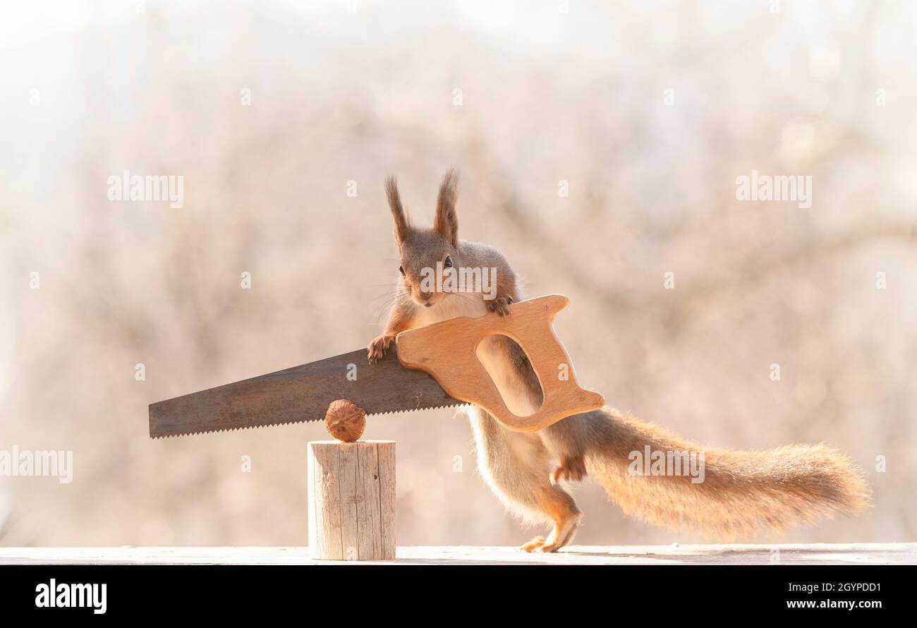 Squirrel saw hi-res stock photography and images - Alamy