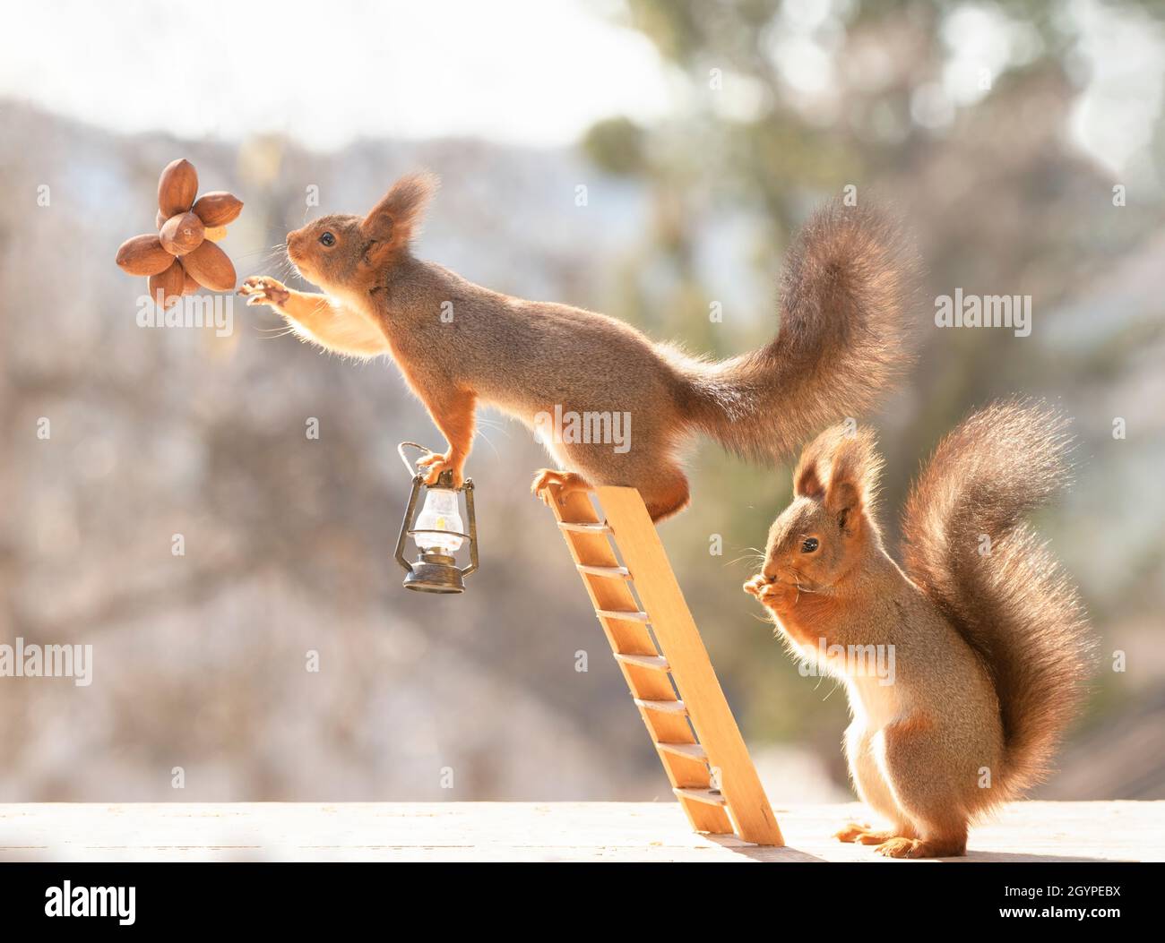 Pecan tree flower hi-res stock photography and images - Alamy