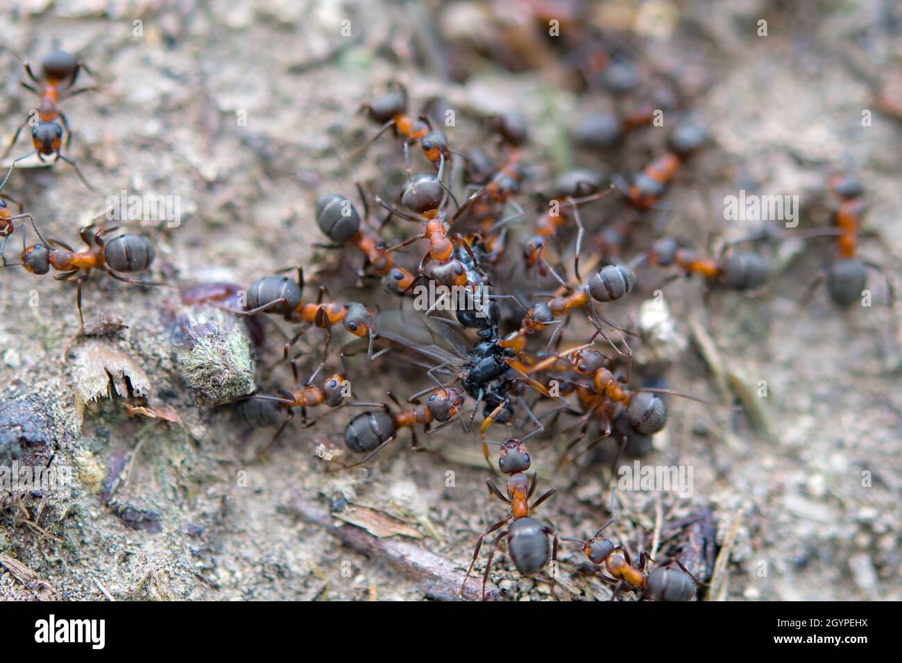 Ants tearing their prey apart. Ants teamwork Stock Photo - Alamy