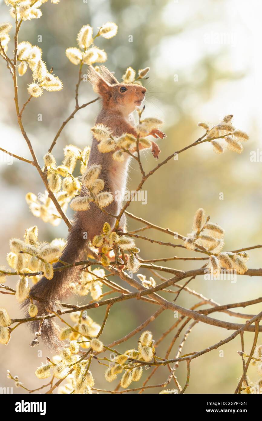 Red Squirrel Is Reaching Up From Flower Branches High Resolution Stock ...