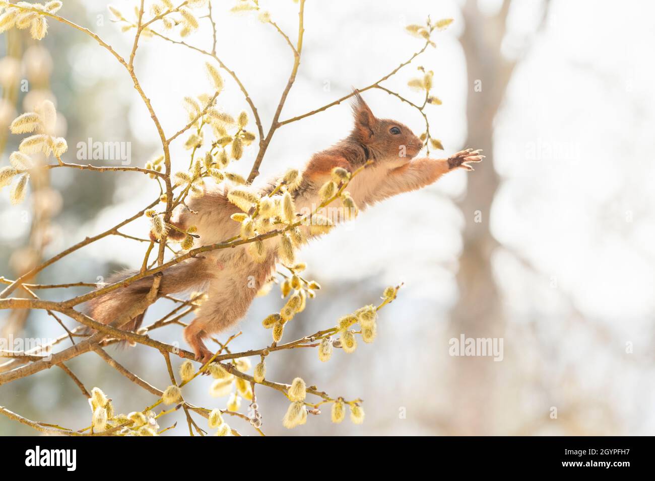 Red Squirrel Is Reaching Up From Flower Branches High Resolution Stock ...