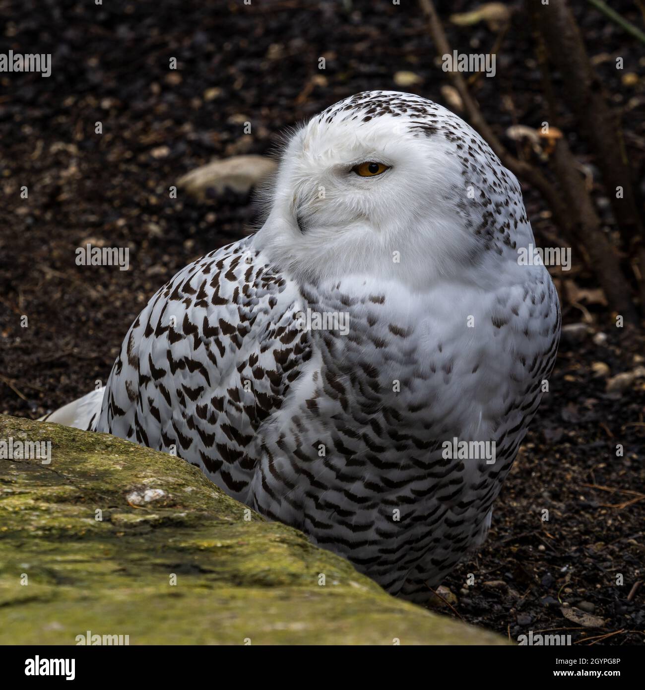 The Snowy Owl, Bubo scandiacus is a large, white owl of the typical owl ...