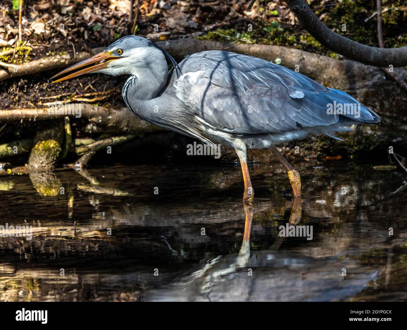 While fishing in the moving water this grey heron, Ardea cinerea ...