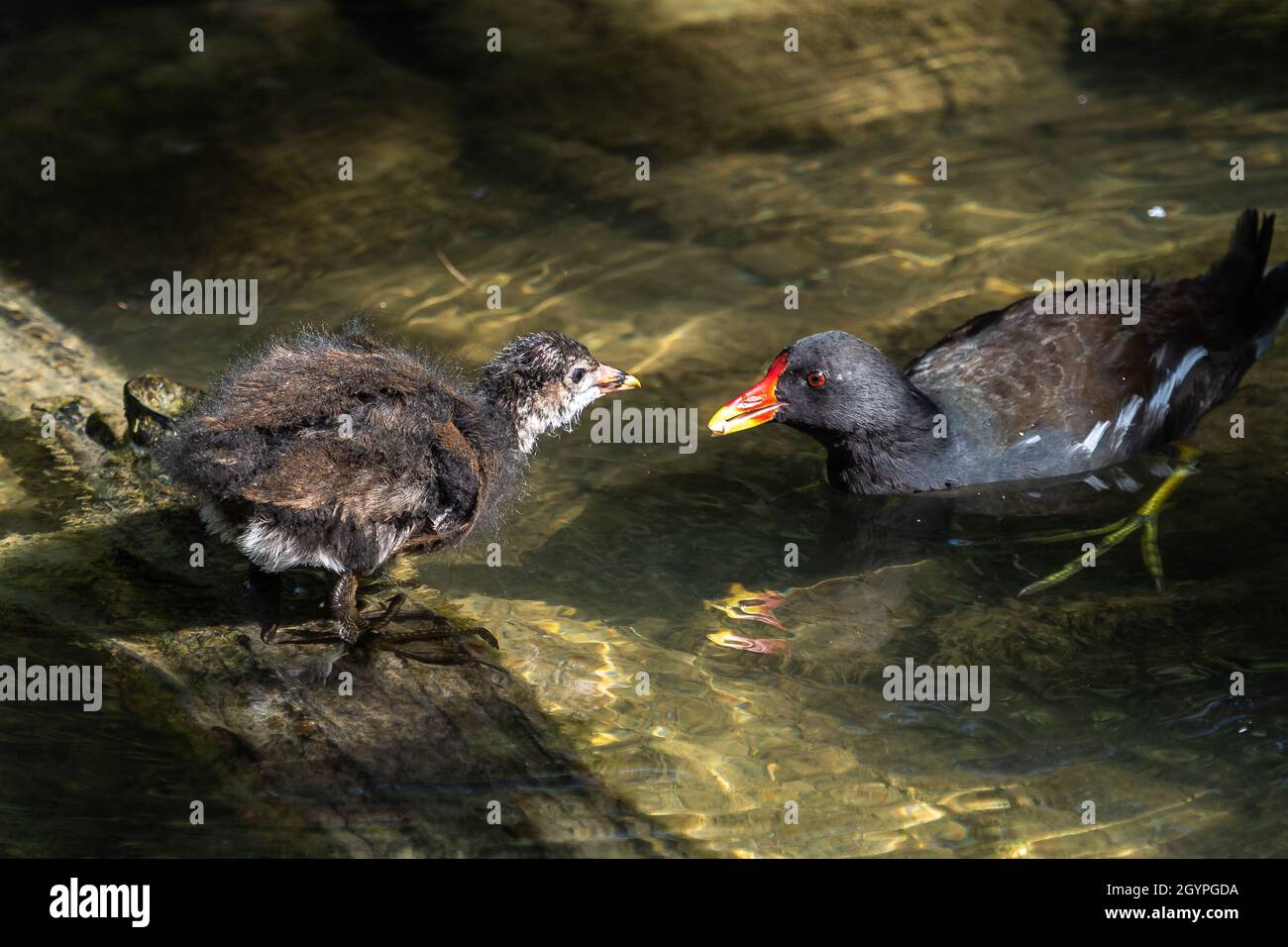 The common moorhen Gallinula chloropus also known as the waterhen, the ...