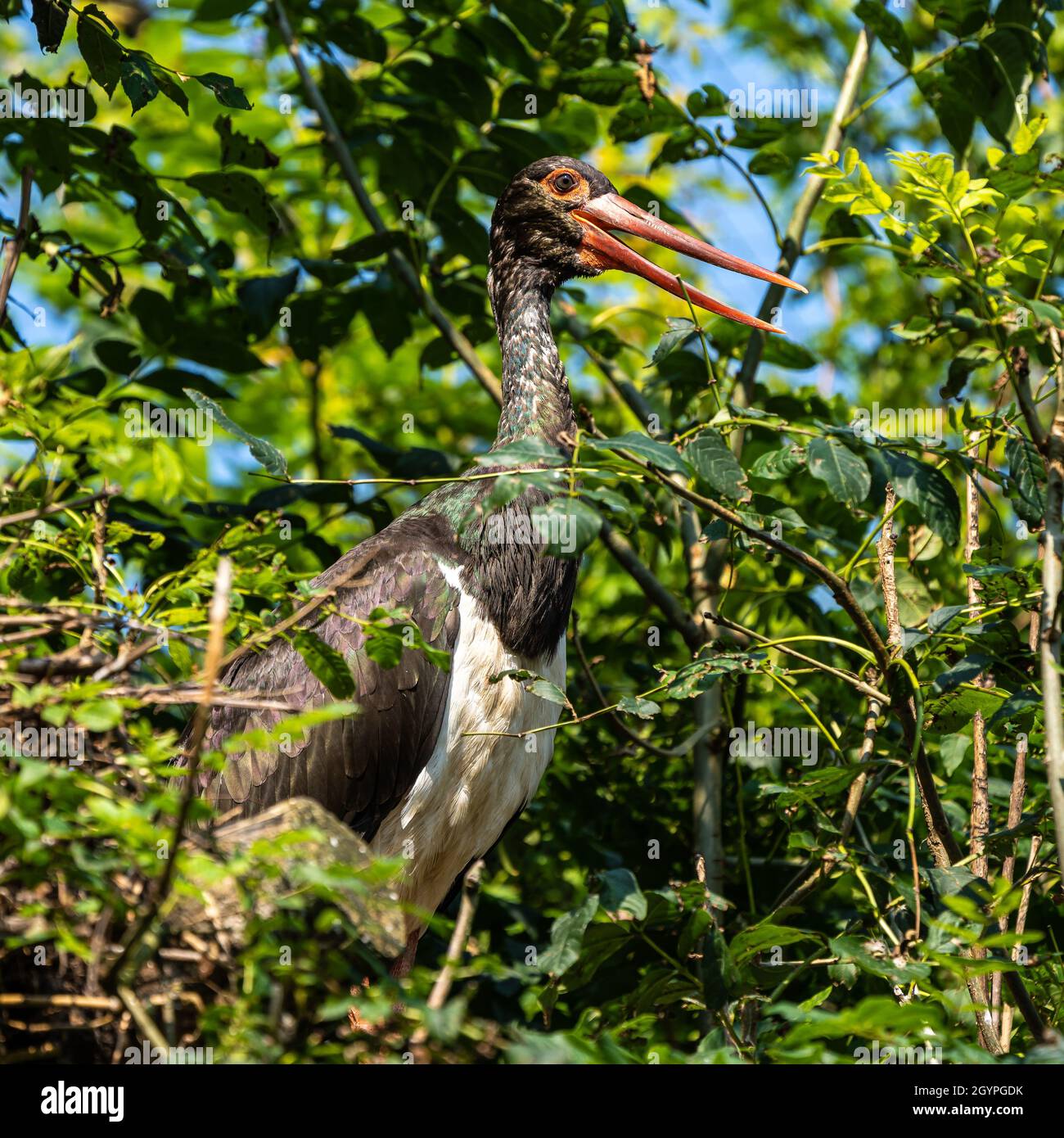 The Black stork, Ciconia nigra is a large bird in the stork family ...