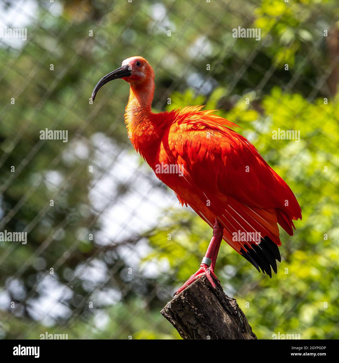 The Scarlet ibis, Eudocimus ruber is a species of ibis in the bird ...