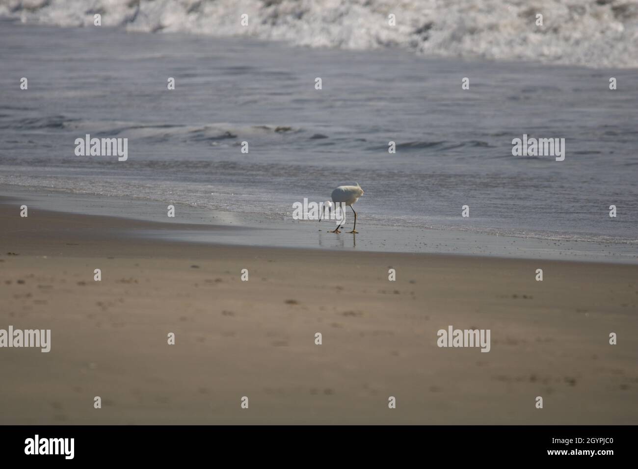 Egert bird hi-res stock photography and images - Alamy