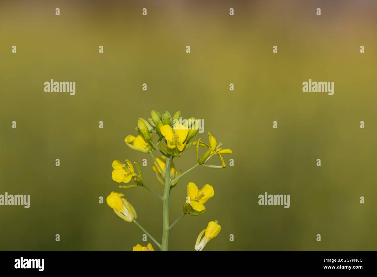Mustard colored flowers hi-res stock photography and images - Alamy