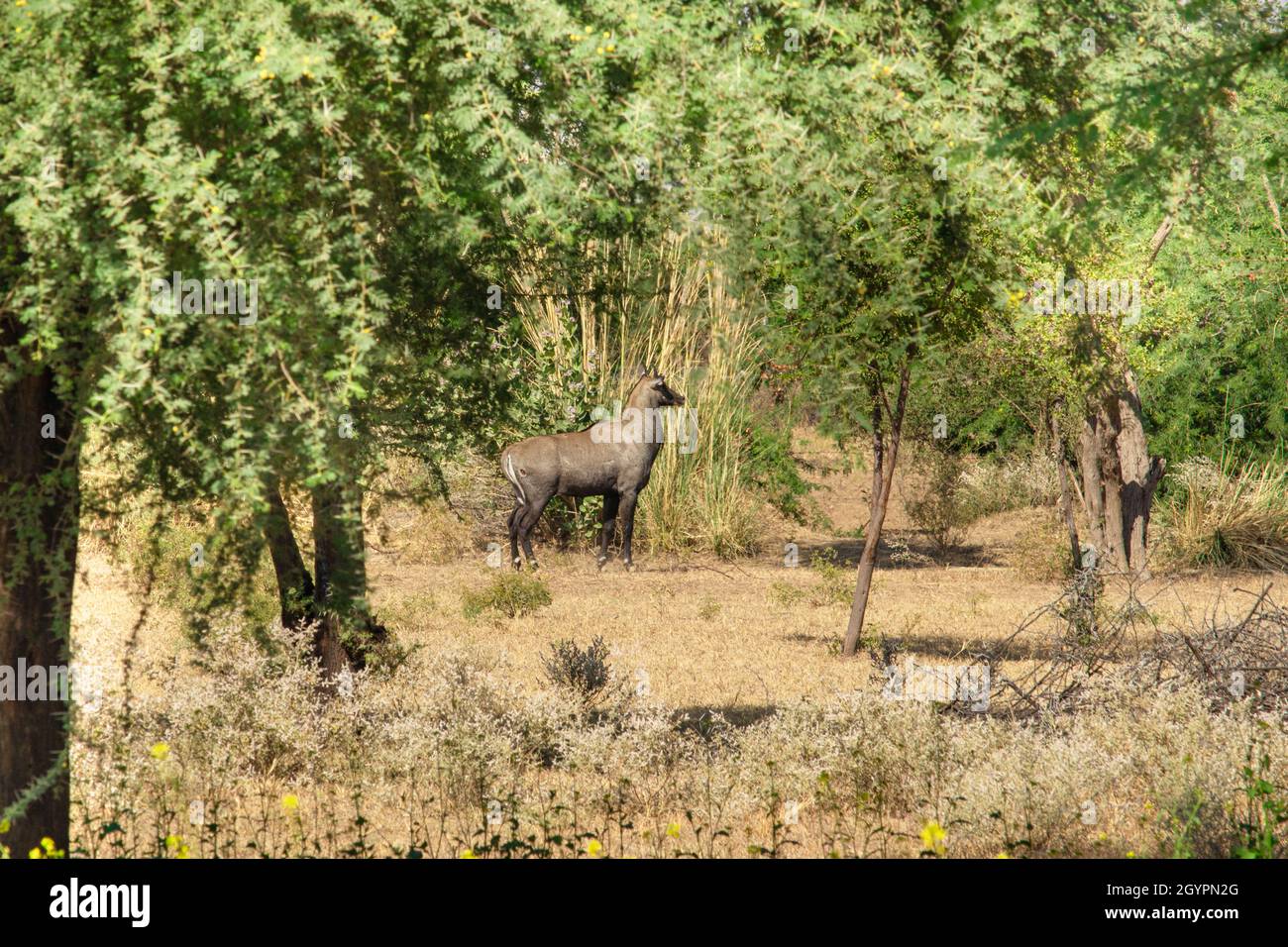Close-up of male nilgai standing in the forest, india Stock Photo - Alamy