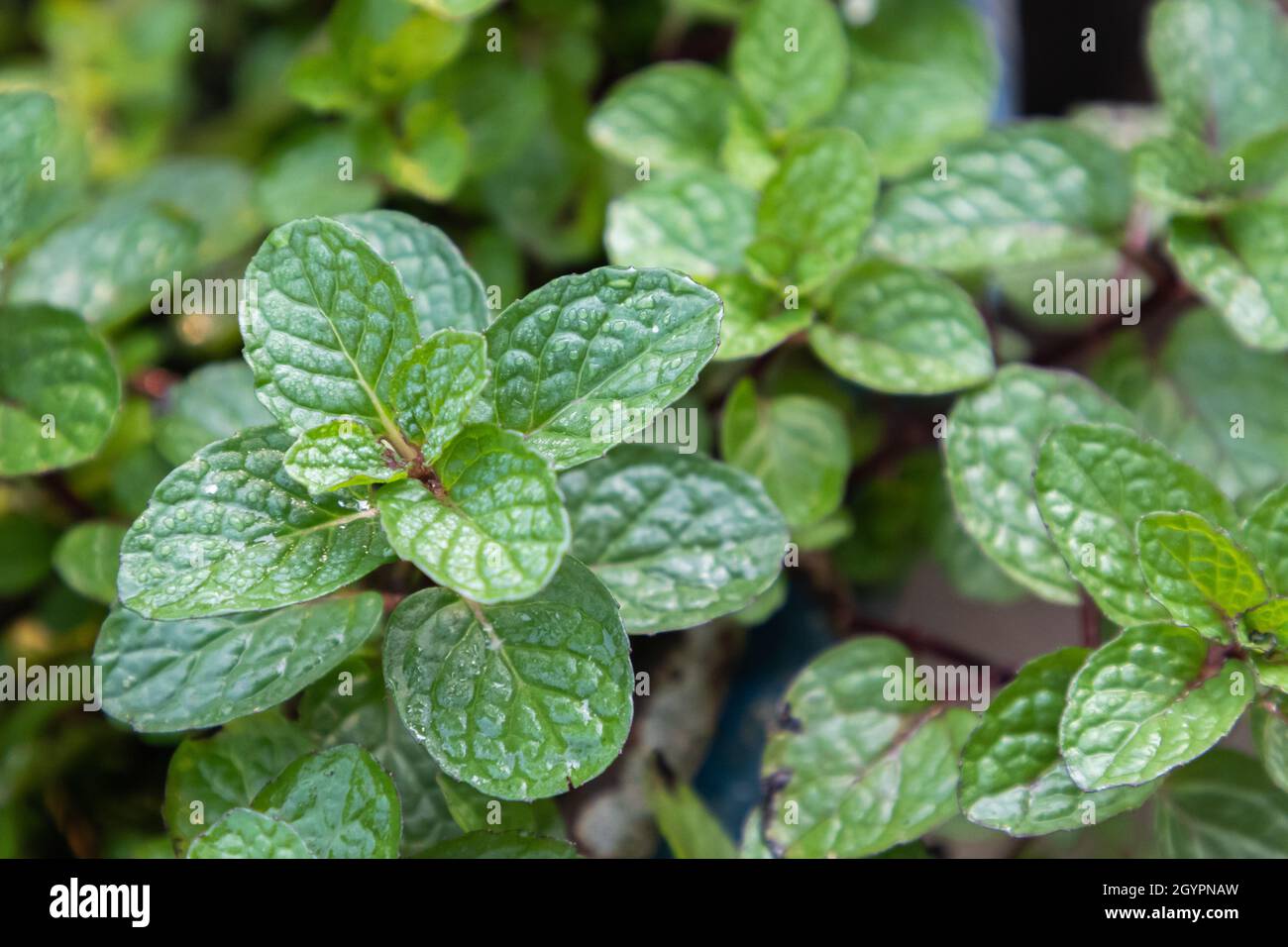 Mint leaves plant grow in organic vegetable garden Stock Photo - Alamy
